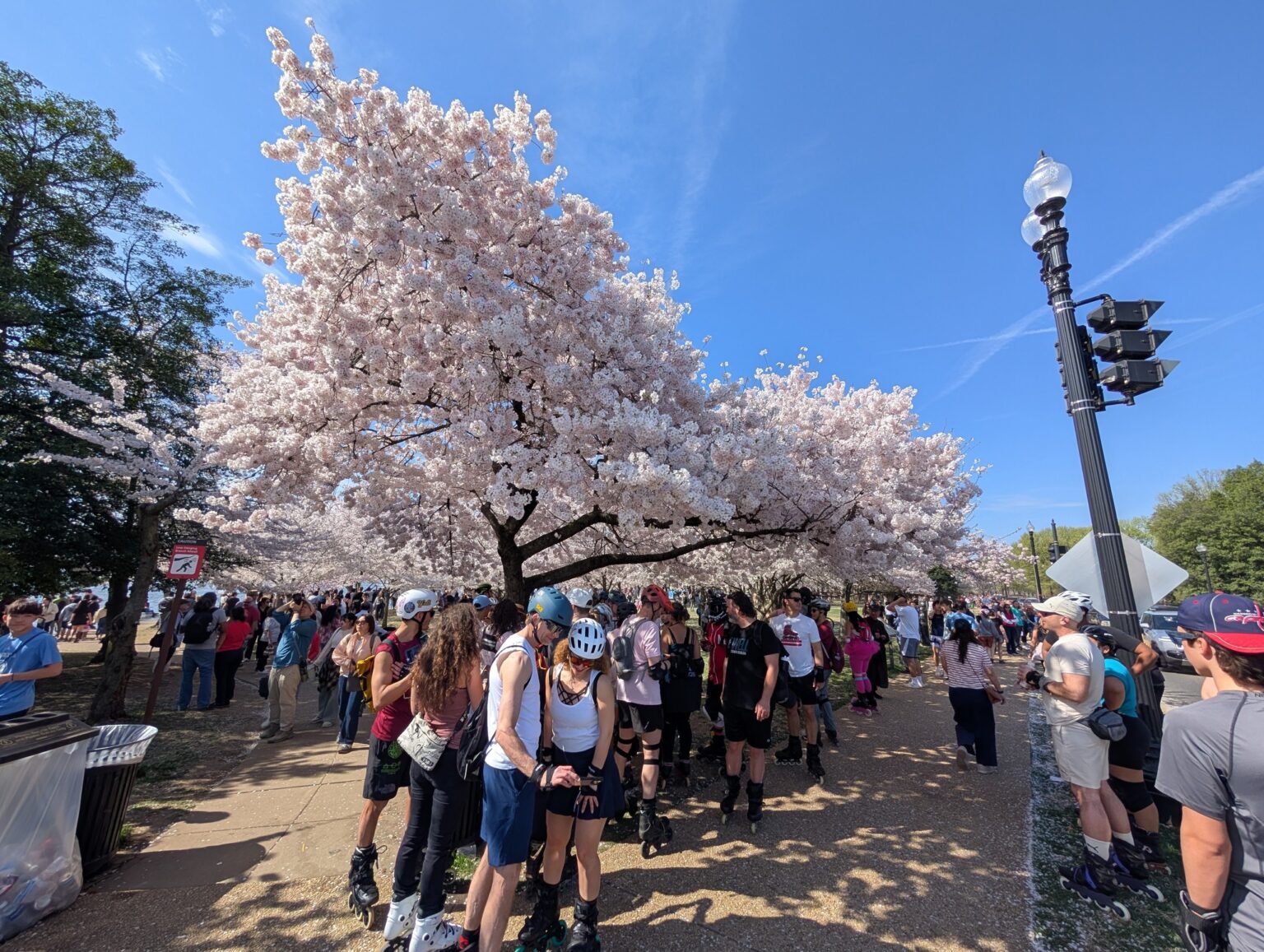 Cherry Blossom Events - Downtown DC